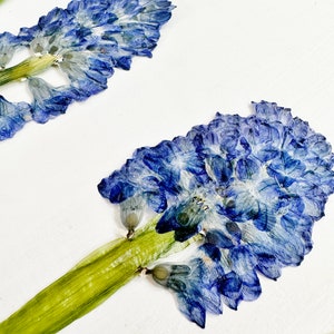 Pressed Hyacinths - Real Blue Hyacinth Flowers on Stem With Leaves ...