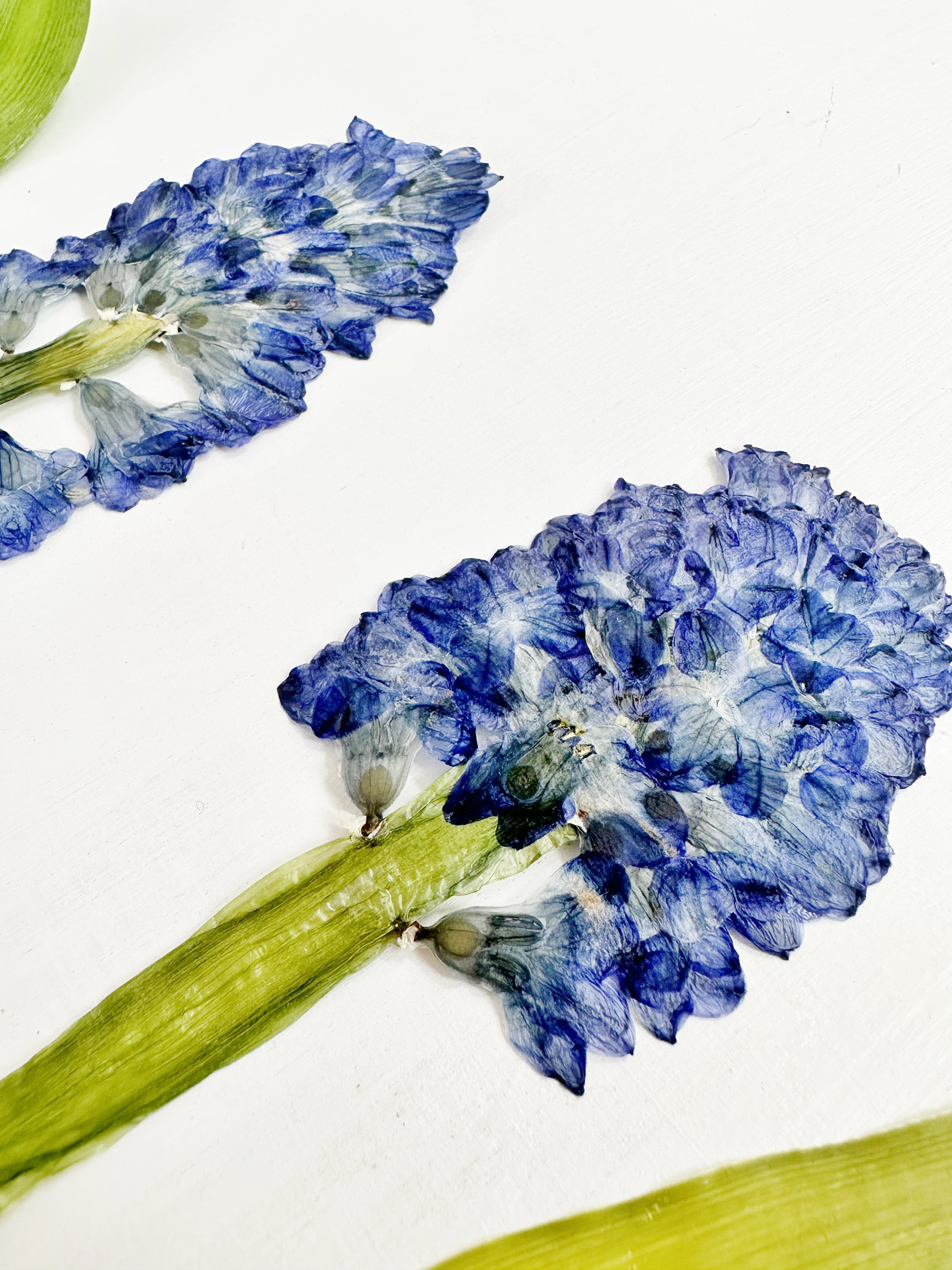 Pressed Hyacinths - Real Blue Hyacinth Flowers on Stem With Leaves ...