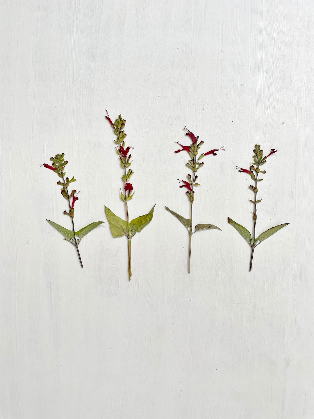 Pressed Pineapple Sage Flowers- 4 Stems of Real Salvia Elegans Herb ...