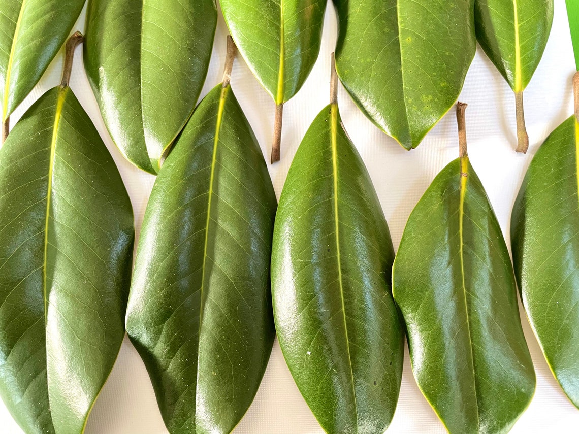 Fresh Magnolia Leaves - 10 Glossy Green Leaves of Southern Magnolia ...