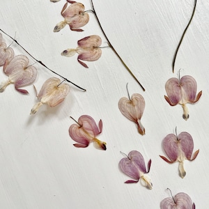 Pressed Bleeding Heart Flowers- Real Dicentra Spectabilis - 3 Stems and ...