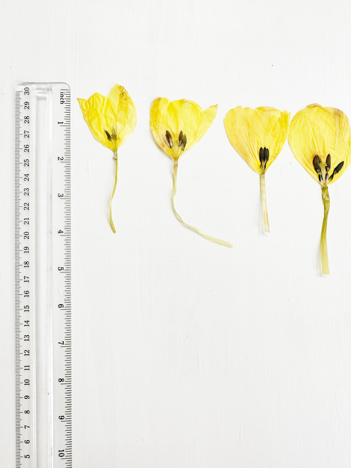 Pressed Tulips - Real Tulip Flowers Cut in Half - 6 Yellow Tulips on ...