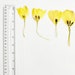 Pressed Tulips - Real Tulip Flowers Cut in Half - 6 Yellow Tulips on ...