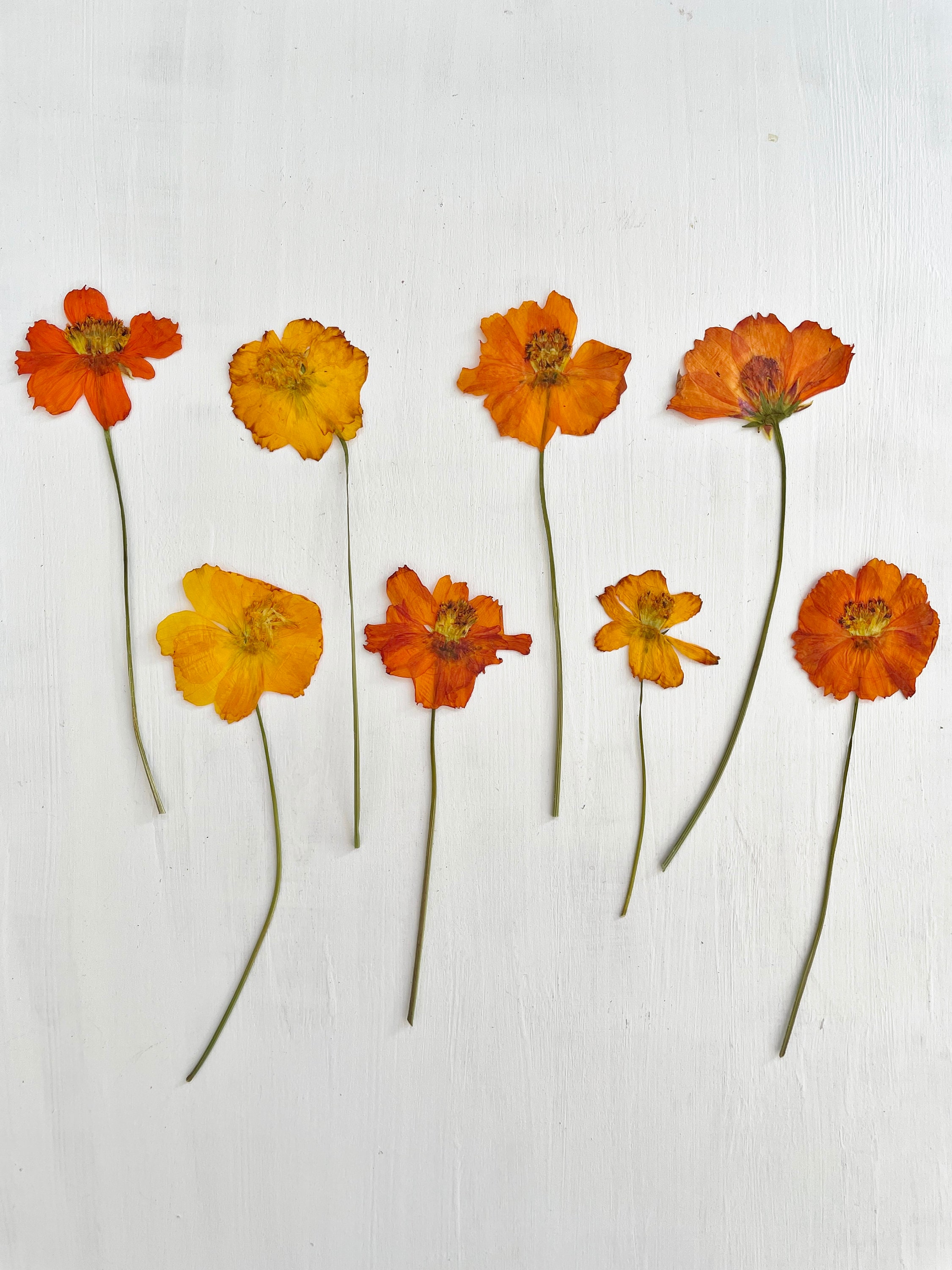 Pressed Cosmos Flowers - 8 Real Sulfur Cosmos on Stems - Orange Mix ...