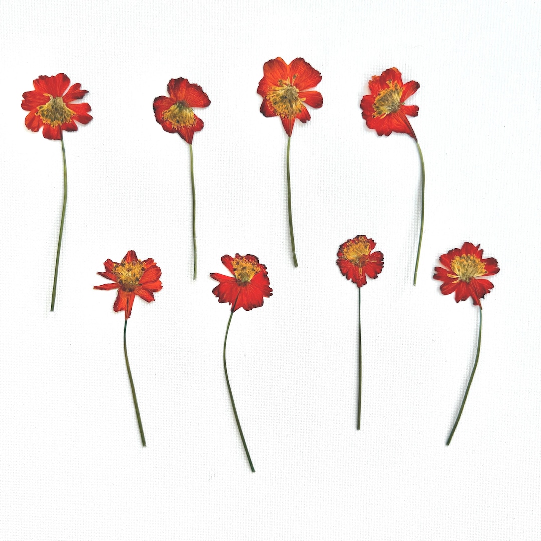 Pressed Cosmos Flowers - 8 Real Sulfur Cosmos on Stems - Orange Mix ...
