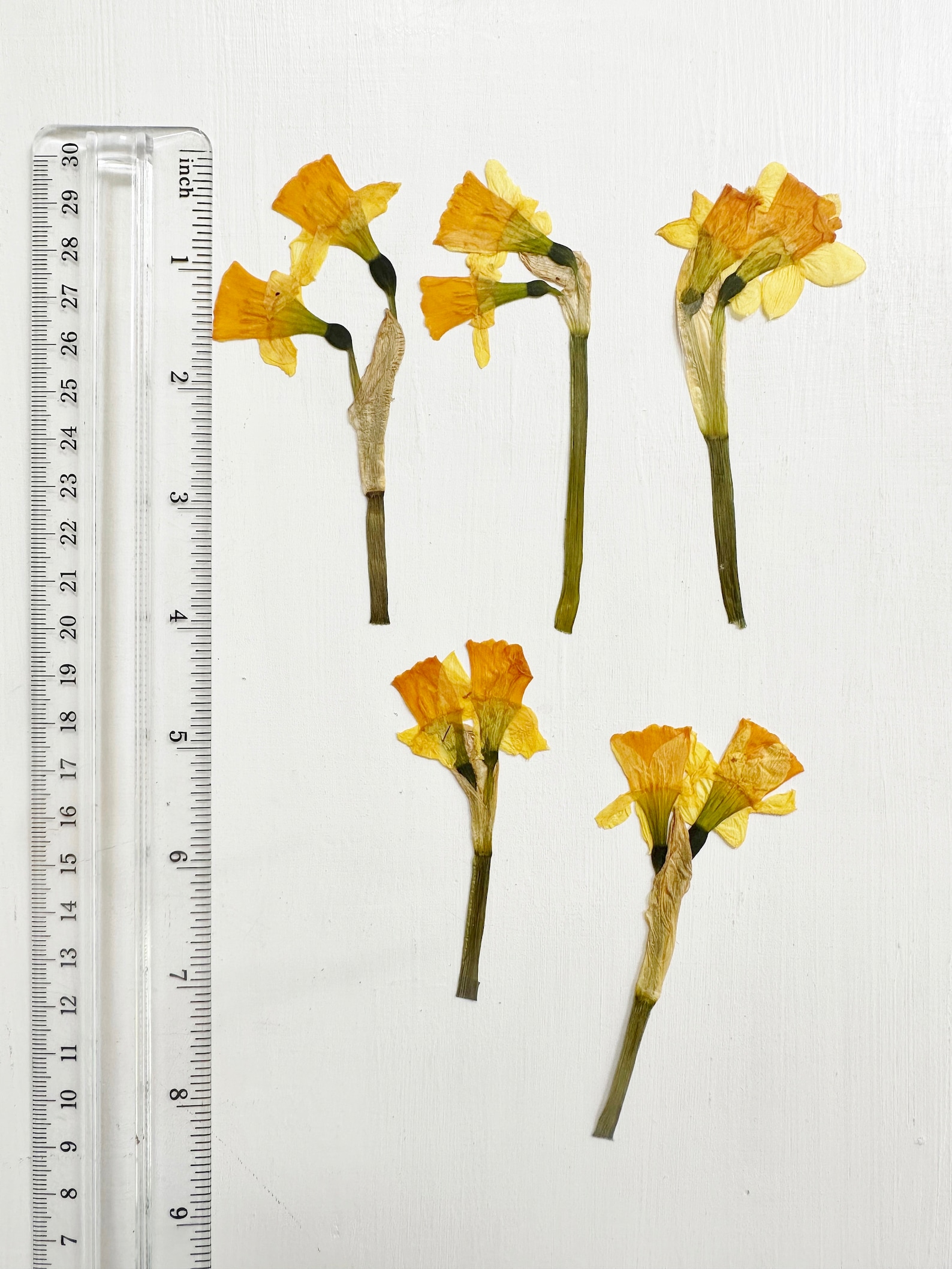 Pressed Mini Daffodils With Stem - 5 Double Yellow Flowers - Real ...