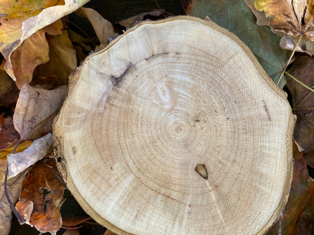 Rustic Live Edge Wood Coasters - Etsy