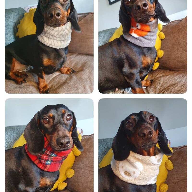 Dog Snood Pattern - Etsy
