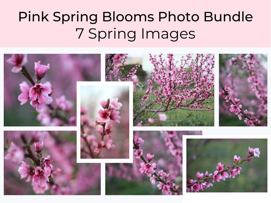 Pink Spring Blooms Photo Bundle | Blossom Photos | Flower Images ...