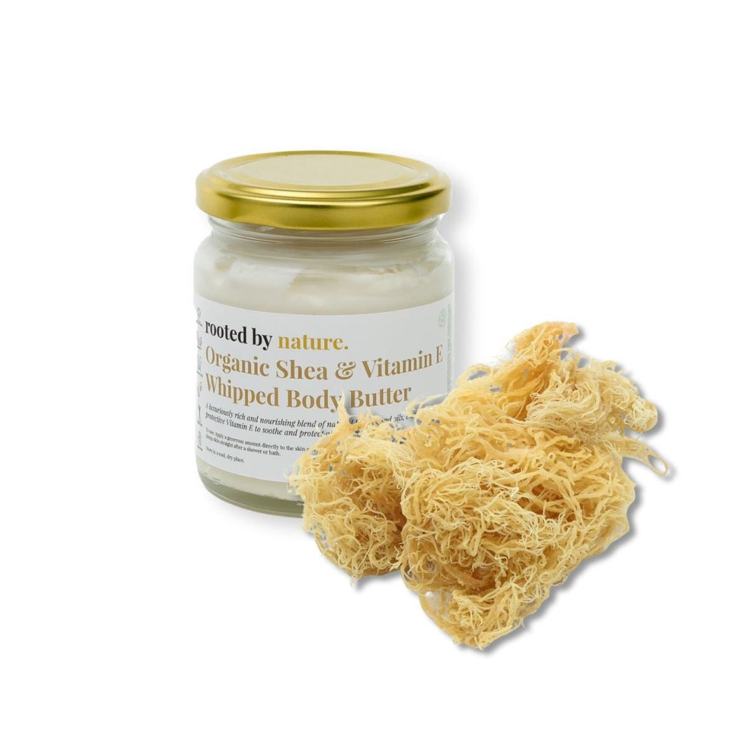 Whipped Shea With Sea Moss and Vitamin E | Organic Cocoa Butter and ...