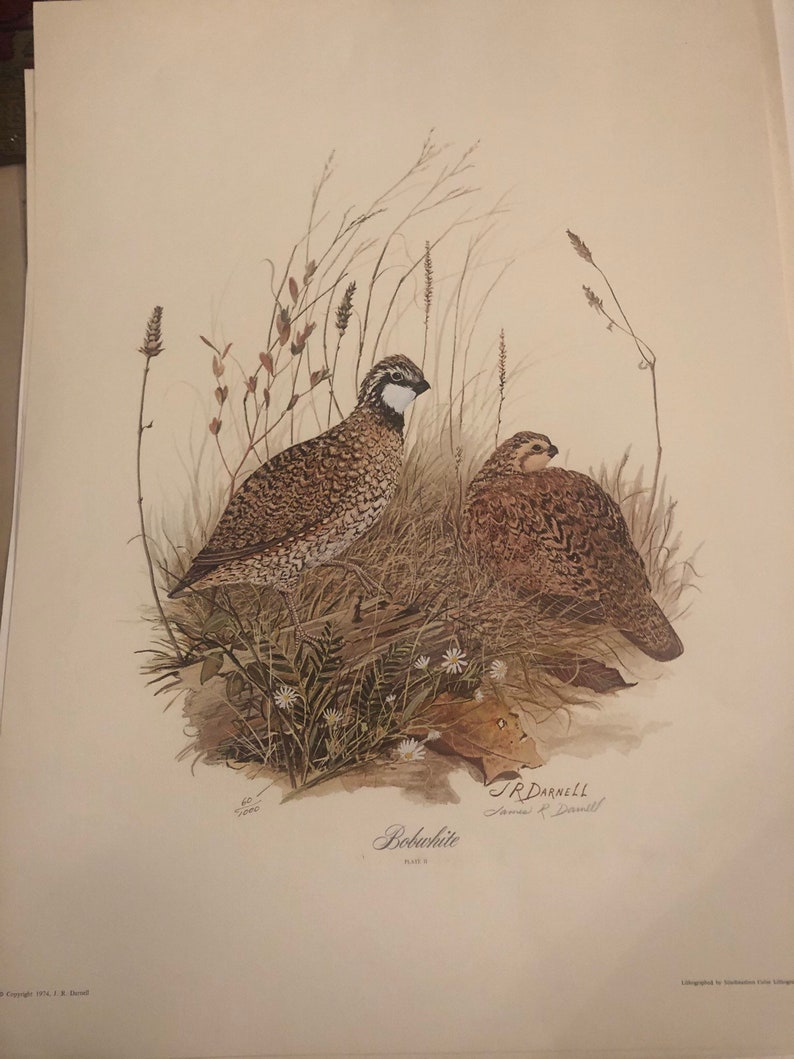 Vintage James Darnell Wildlife FIVE Artist Signed Limited - Etsy