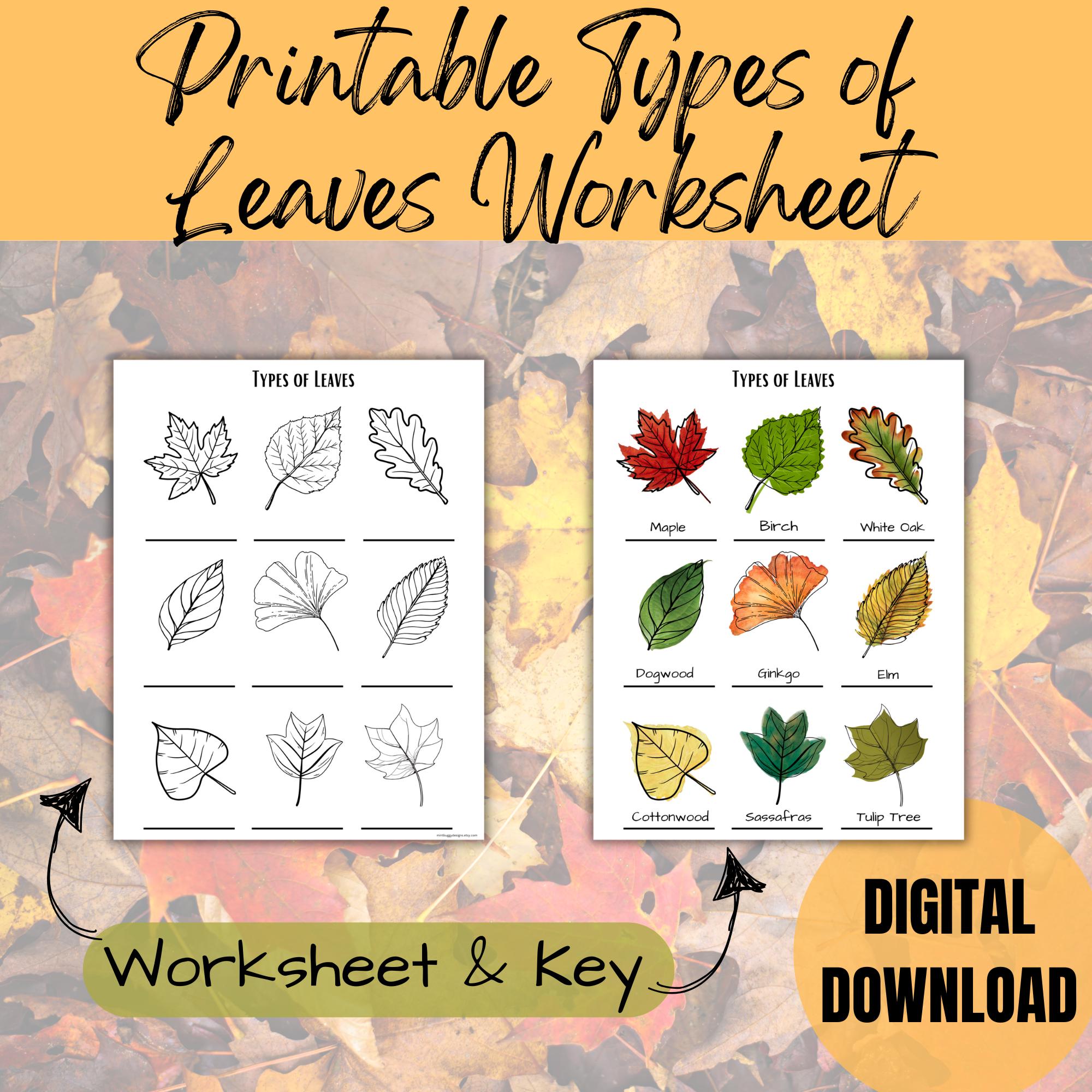 Printable Types of Leaves Worksheet, Leaves Worksheet, Fall Activity ...