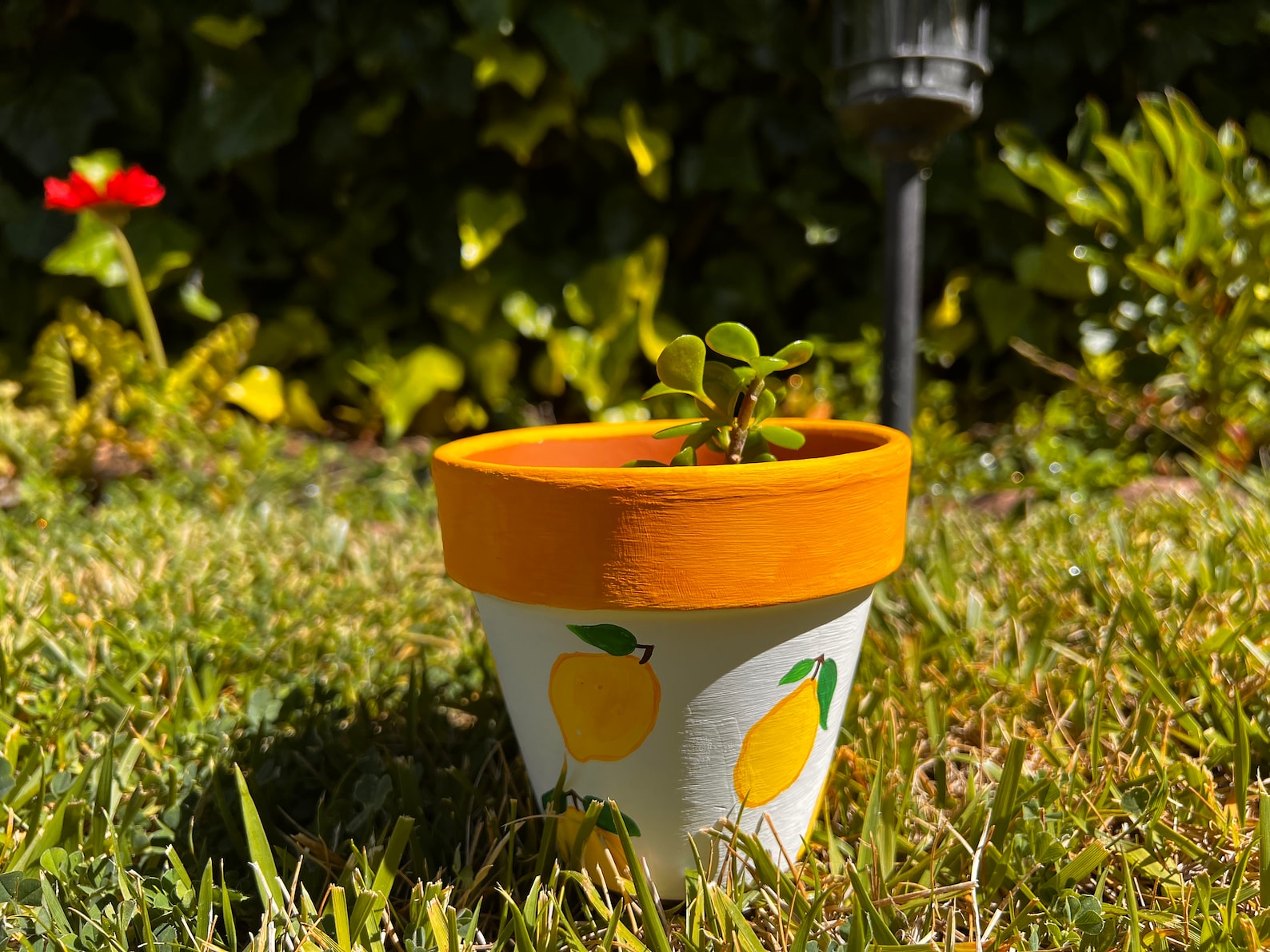 Limone Pot, Lemon Pot, Plant Pot, Perfect Gift, Plant More - Etsy