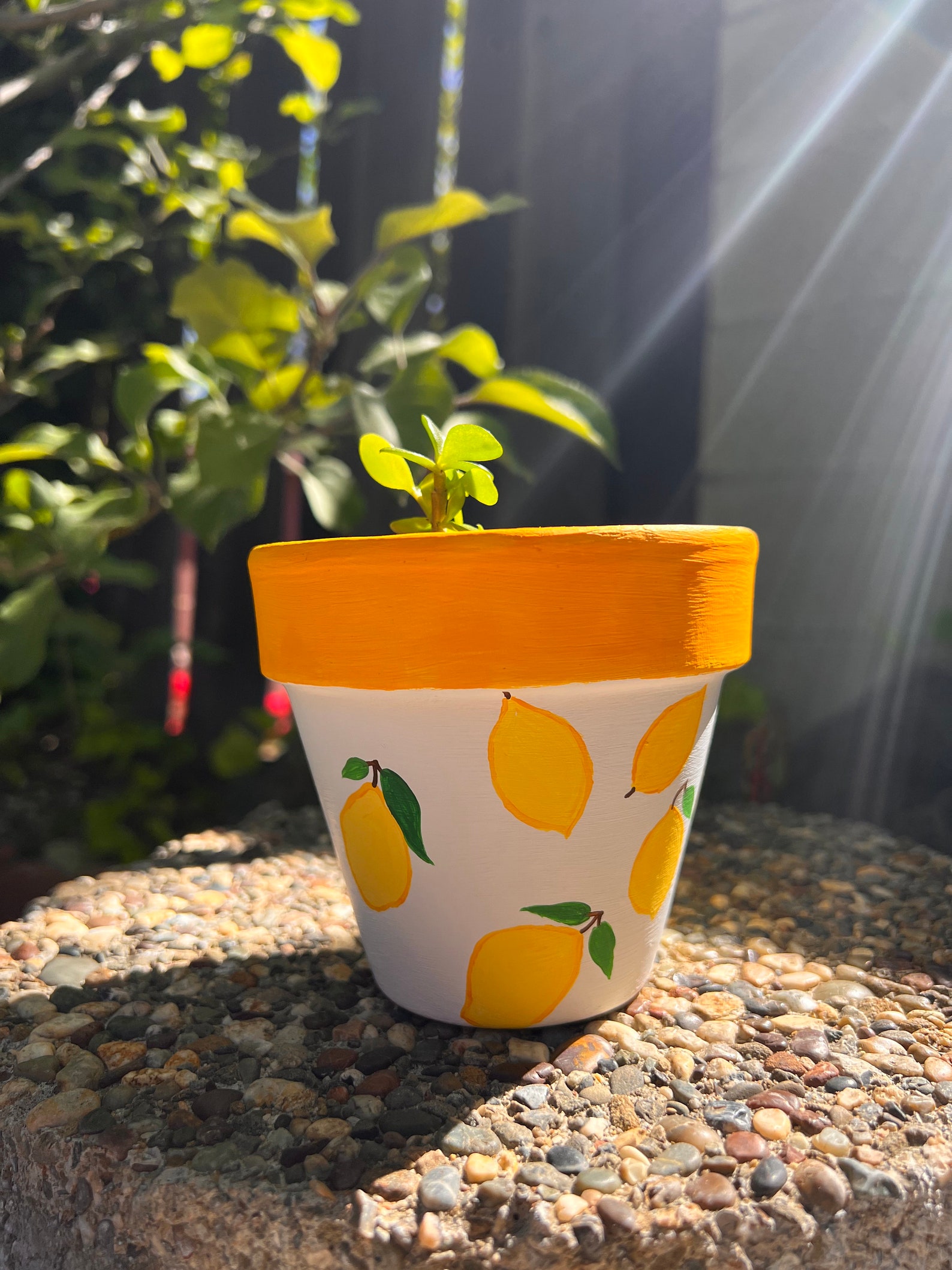 Limone Pot, Lemon Pot, Plant Pot, Perfect Gift, Plant More - Etsy