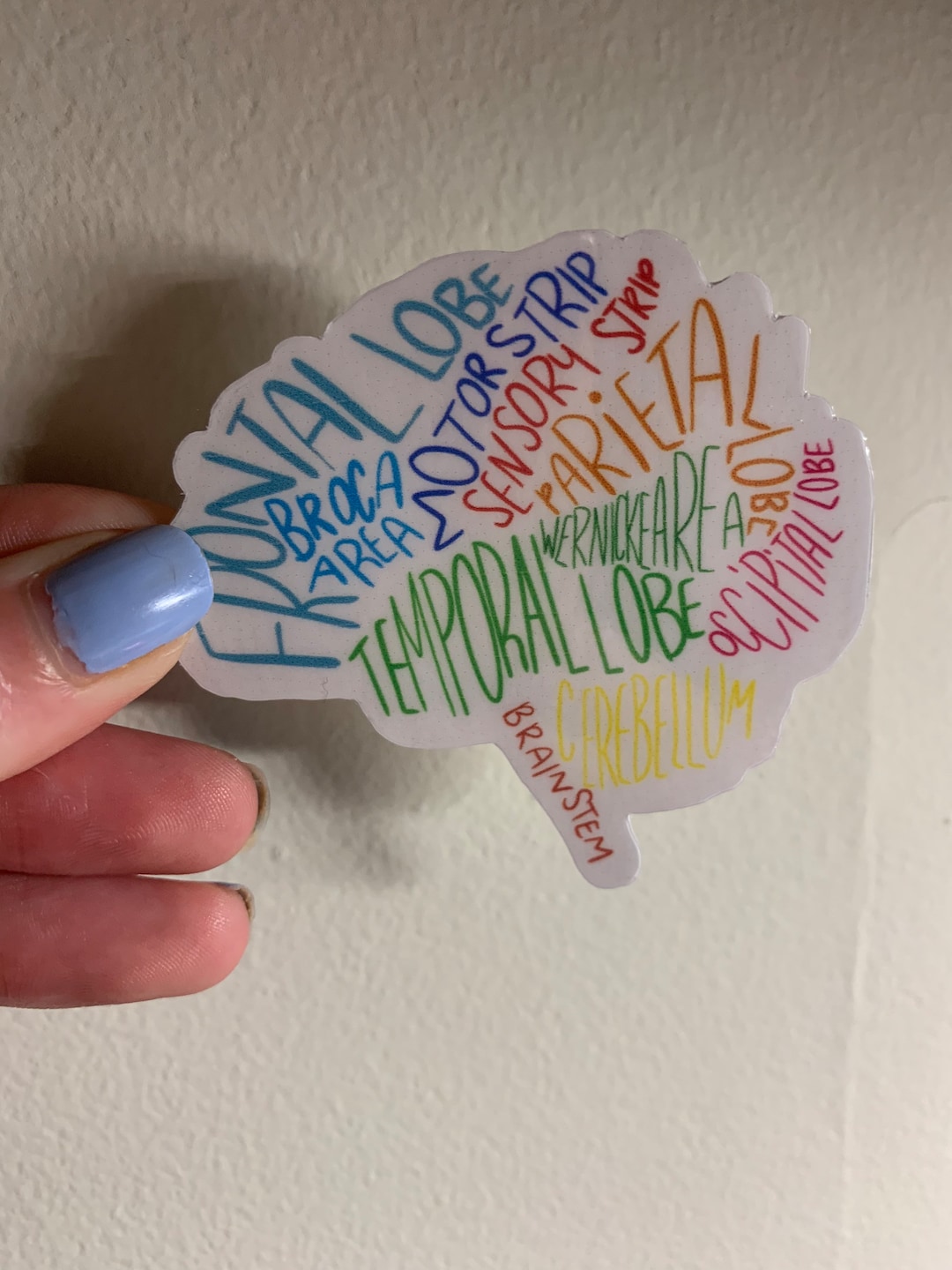 Labeled Brain Sticker - Etsy