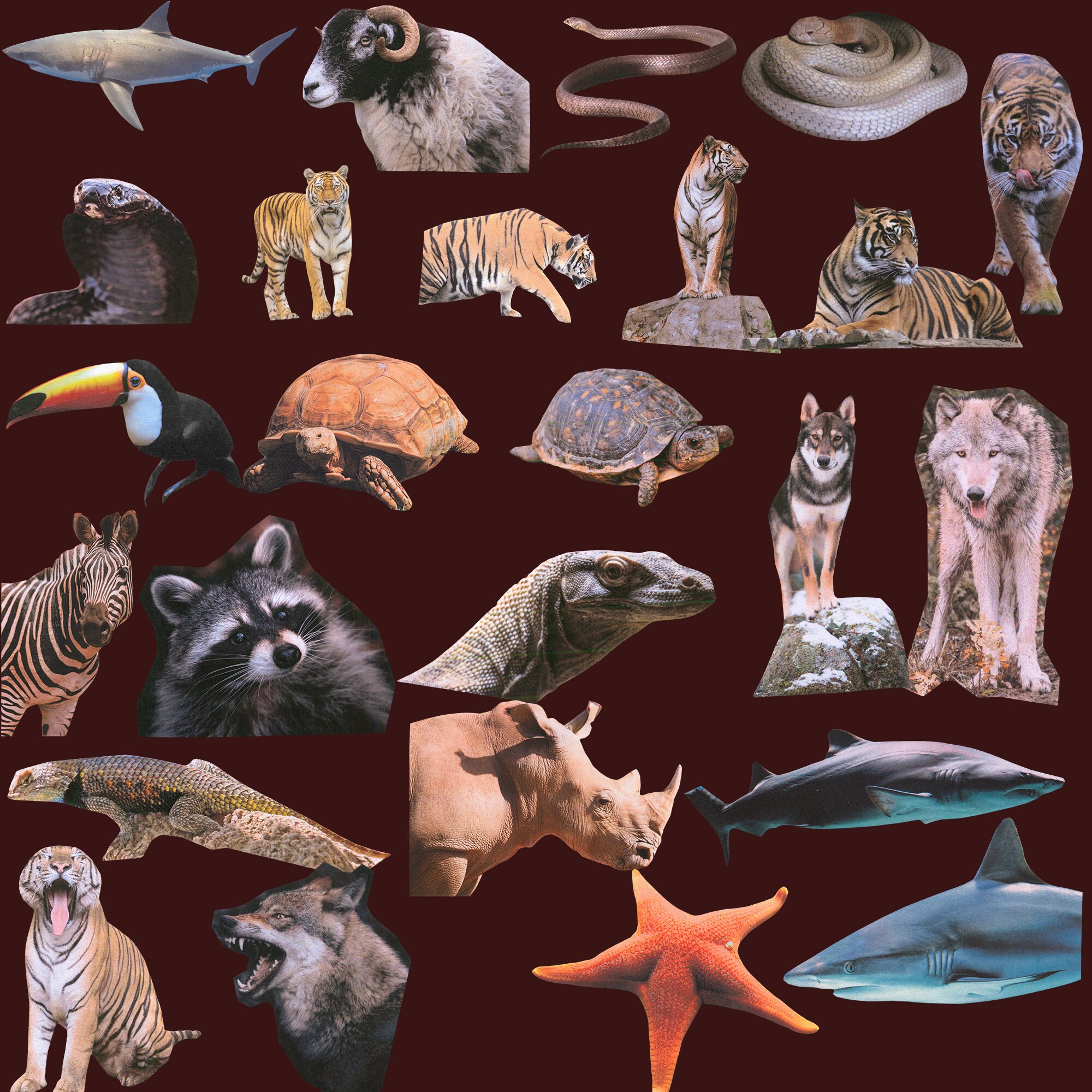 BIG Digital Download PNG File Adobe Photoshop Illustrator- Collage ...