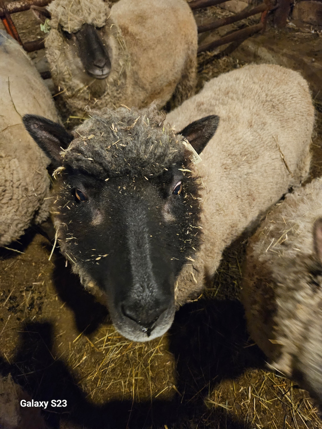 Hershey's Wool Roving - "black" Fleece - Etsy