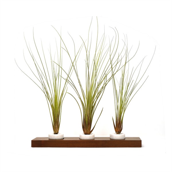 Plant Centerpiece - Etsy