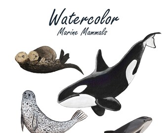 Marine Mammal Clip Art - Etsy
