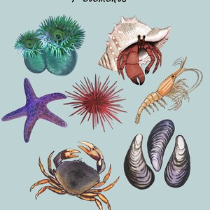 WATERCOLOR CLIPART, Tide Pool Clipart, Ocean Beach Summer Vacation ...
