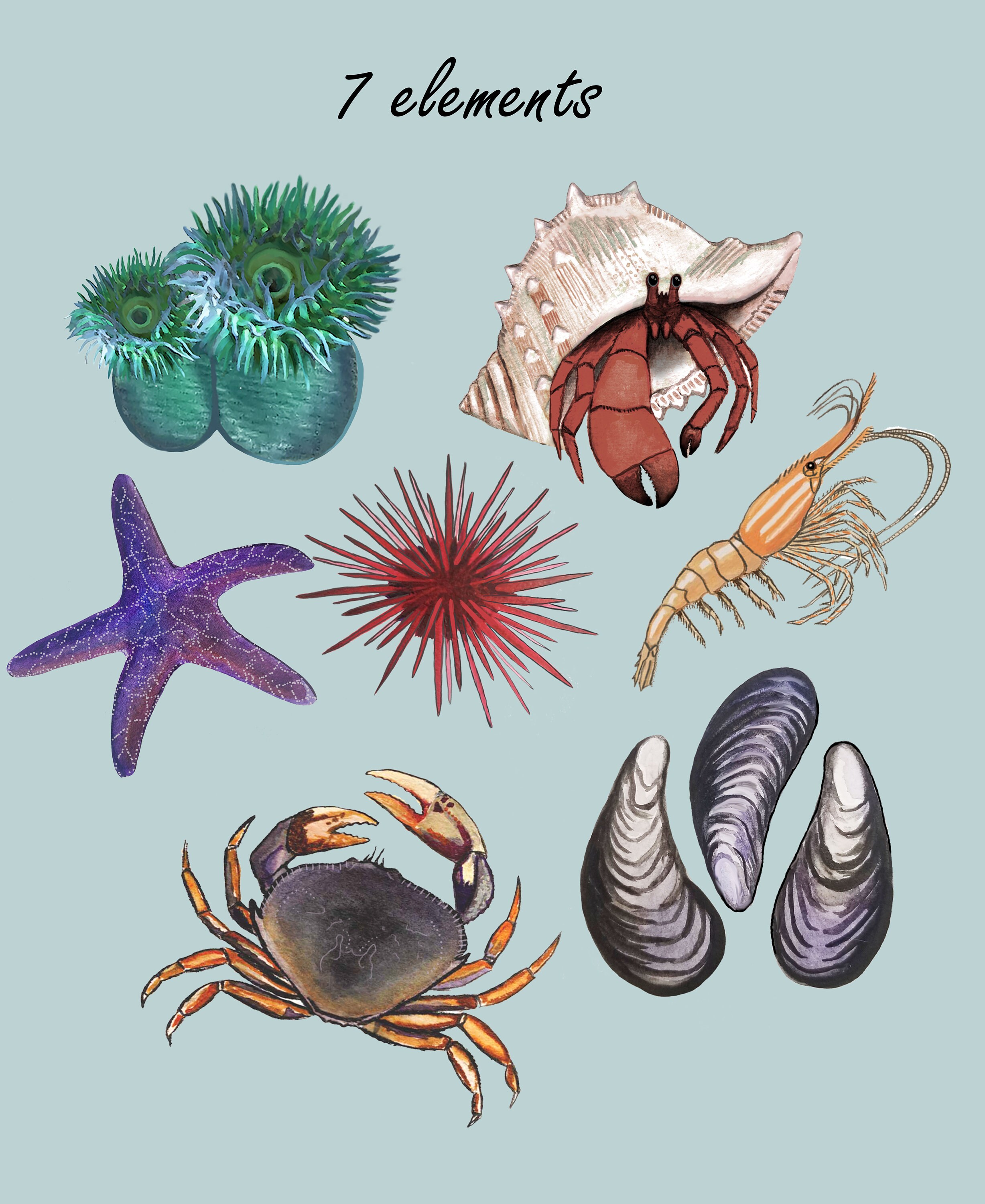 WATERCOLOR CLIPART, Tide Pool Clipart, Ocean Beach Summer Vacation ...