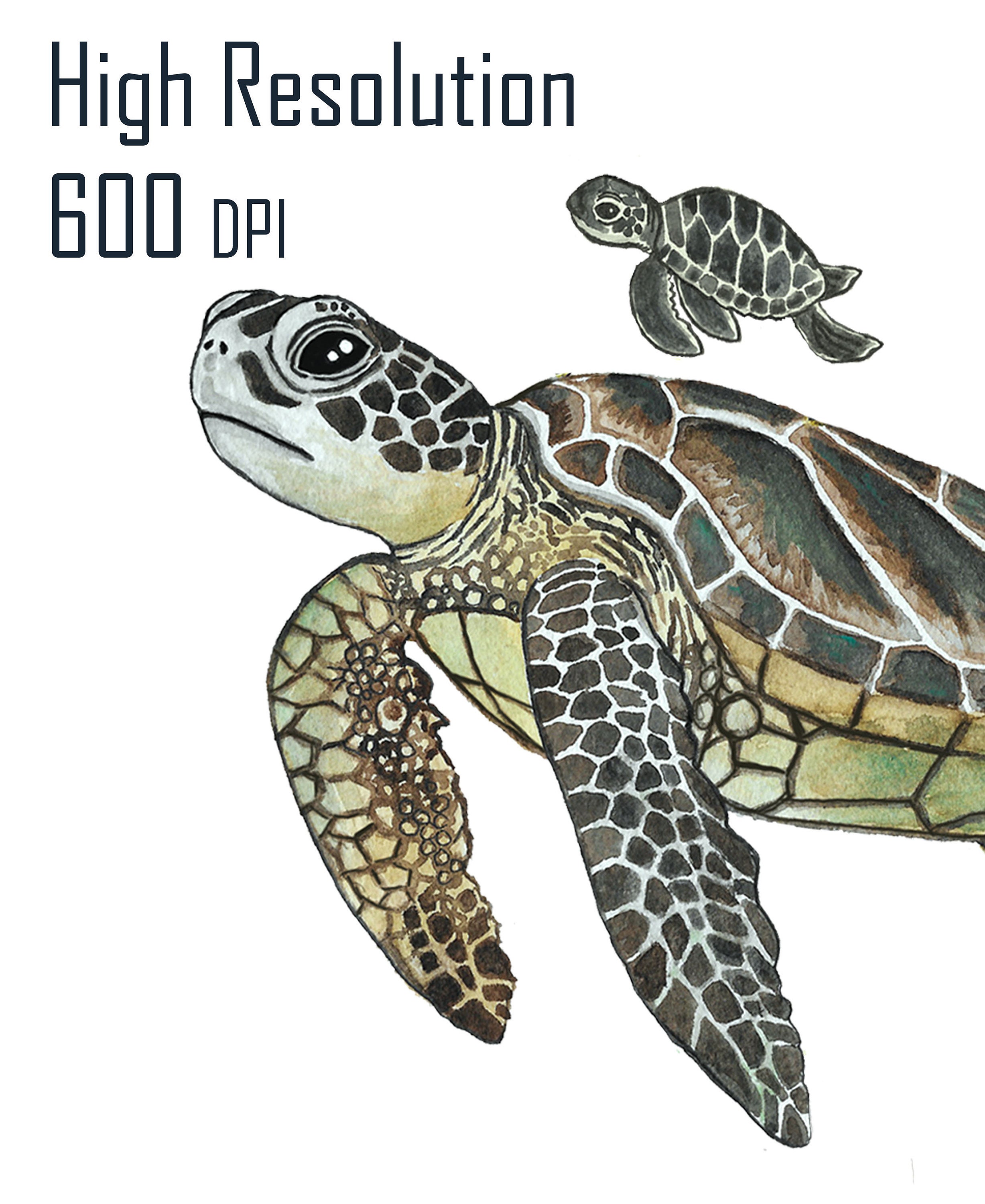 WATERCOLOR CLIPART, Green Sea Turtle Clipart Set, Ocean Turtles, Shells ...