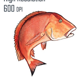 WATERCOLOR CLIPART, Mackerel, Red Emperor, Sailfish, Coral Trout, Mahi ...