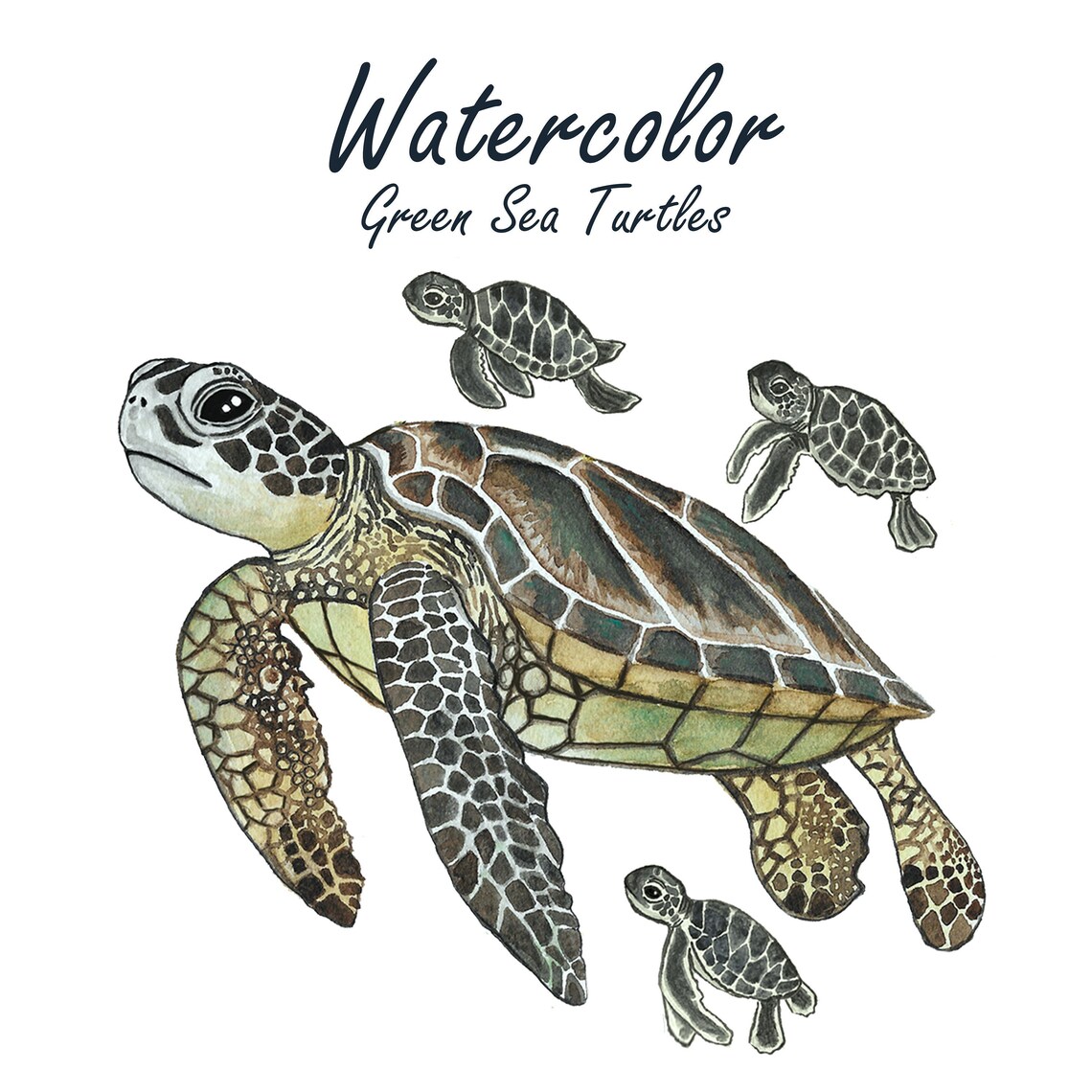 WATERCOLOR CLIPART, Green Sea Turtle Clipart Set, Ocean Turtles, Shells ...