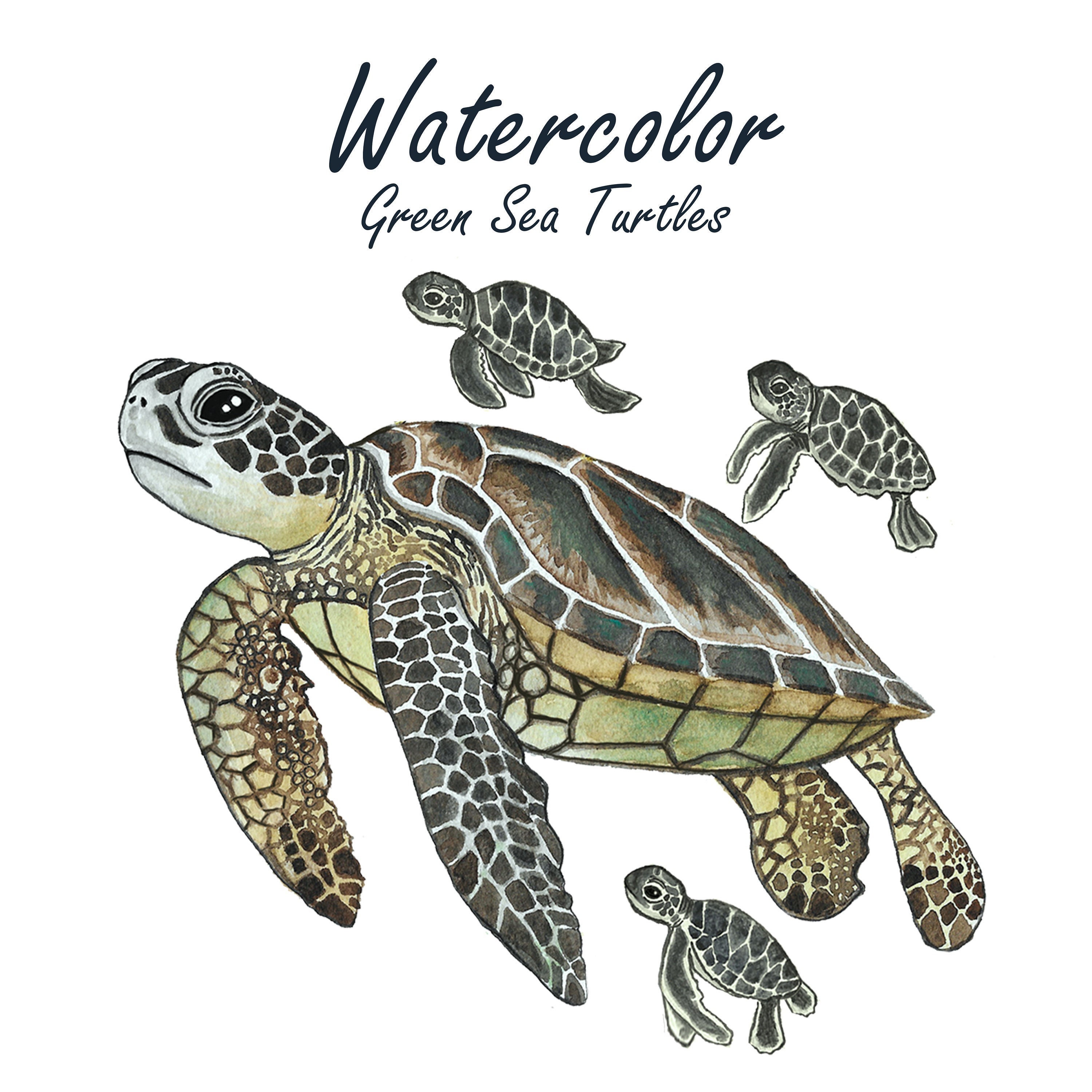 WATERCOLOR CLIPART, Green Sea Turtle Clipart Set, Ocean Turtles, Shells ...
