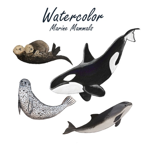 WATERCOLOR CLIPART Marine Mammal Clipart Set Ocean Beach - Etsy Australia