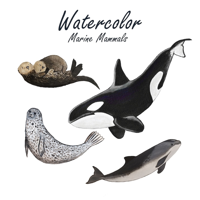 WATERCOLOR CLIPART, Marine Mammal Clipart Set, Ocean Beach Summer ...
