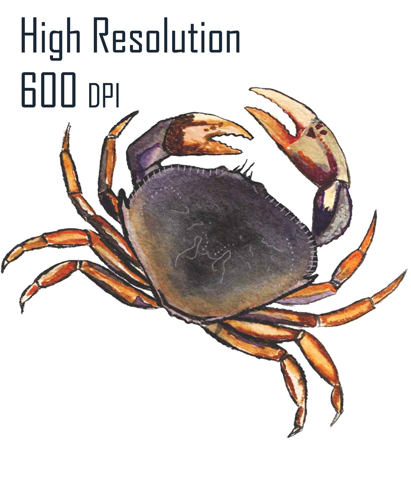 WATERCOLOR CLIPART, Tide Pool Clipart, Ocean Beach Summer Vacation ...