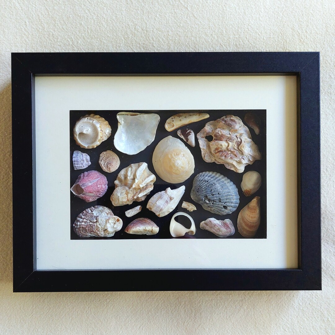 Seashell Collage Art Frame - Etsy