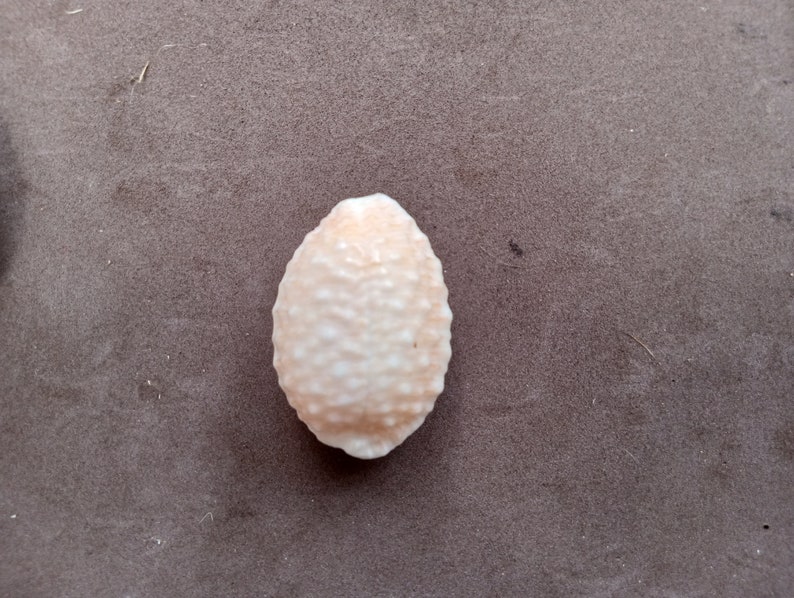 Granulated Hawaiian Cowrie Shelll - Etsy