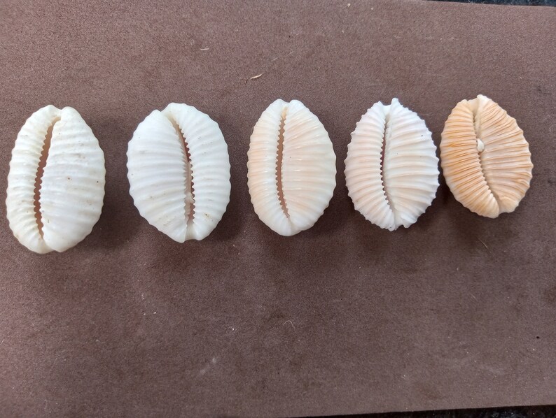 Granulated Hawaiian Cowrie Shelll - Etsy
