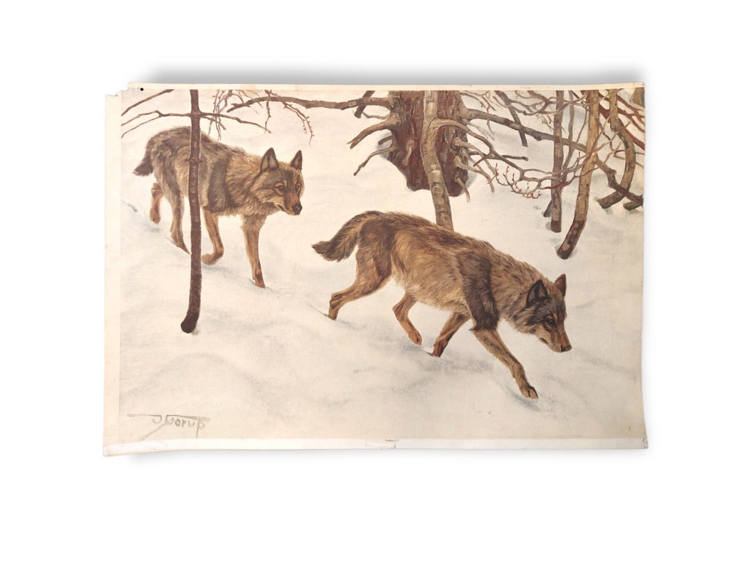 Vintage WOLF School Poster / Lithography / Art - Etsy