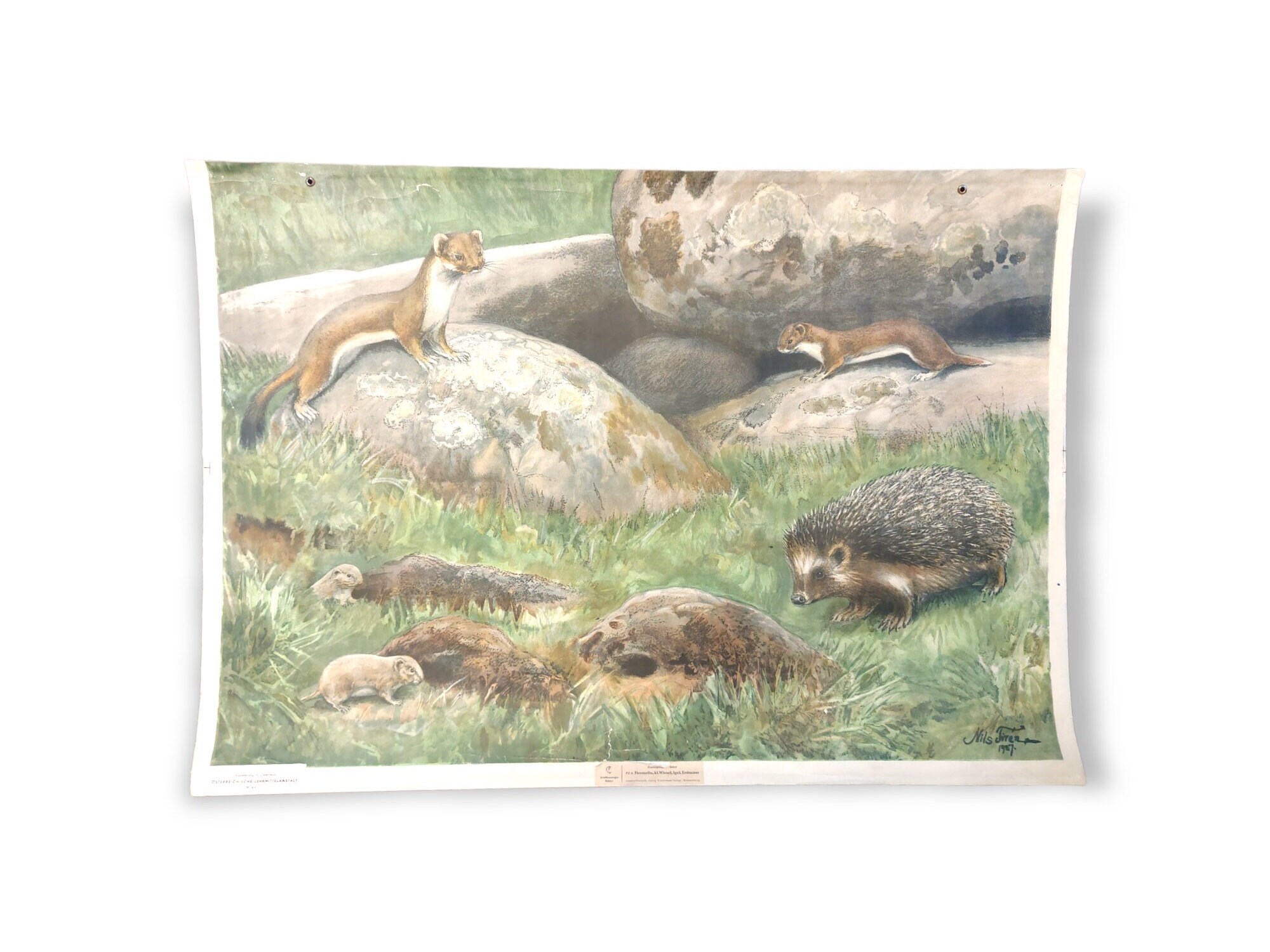 Vintage HEDGEHOG WEASEL School Poster / Lithography / Art - Etsy