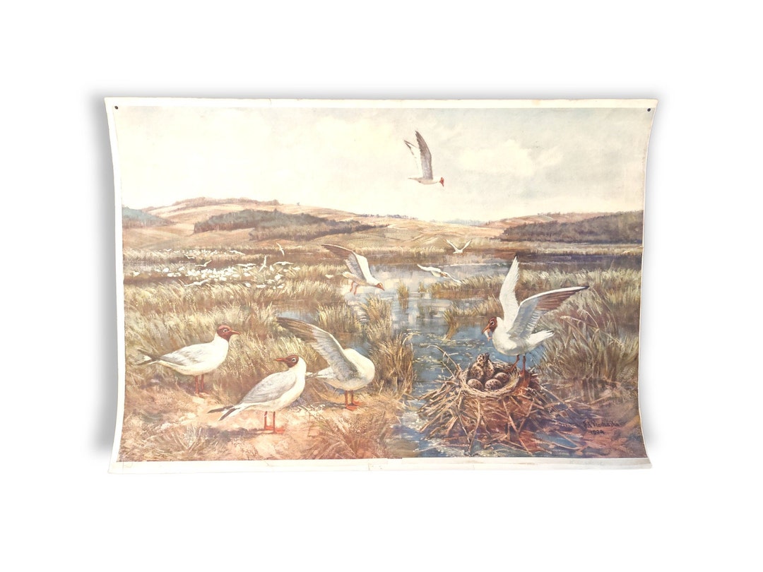 Vintage SEAGULL School Poster / Lithography / Art - Etsy