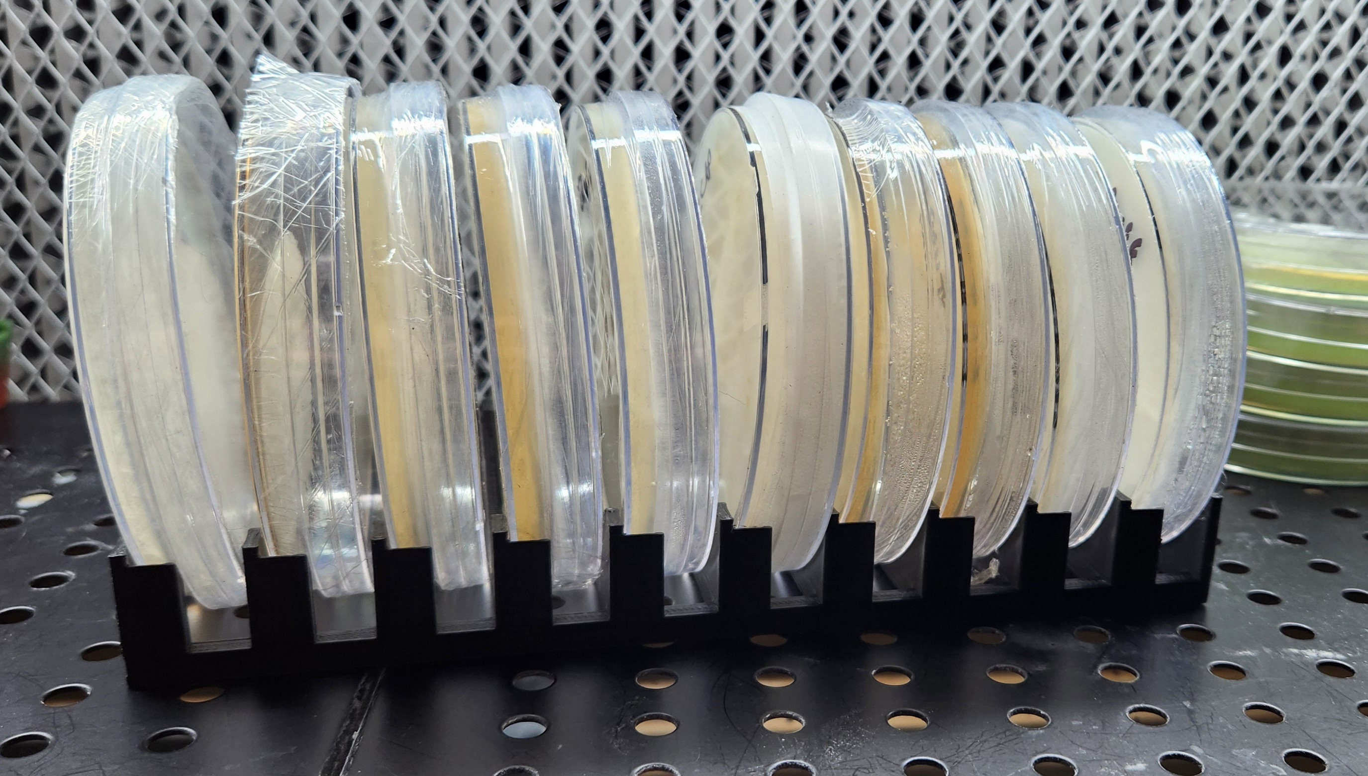 Vertical Petri Dish Holder for 90mm and 100mm Petri Dishes. Work Well ...