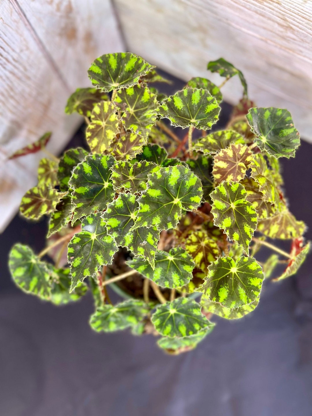 Rare Begonia 'neon Splash' Begonia 'tiger - Etsy