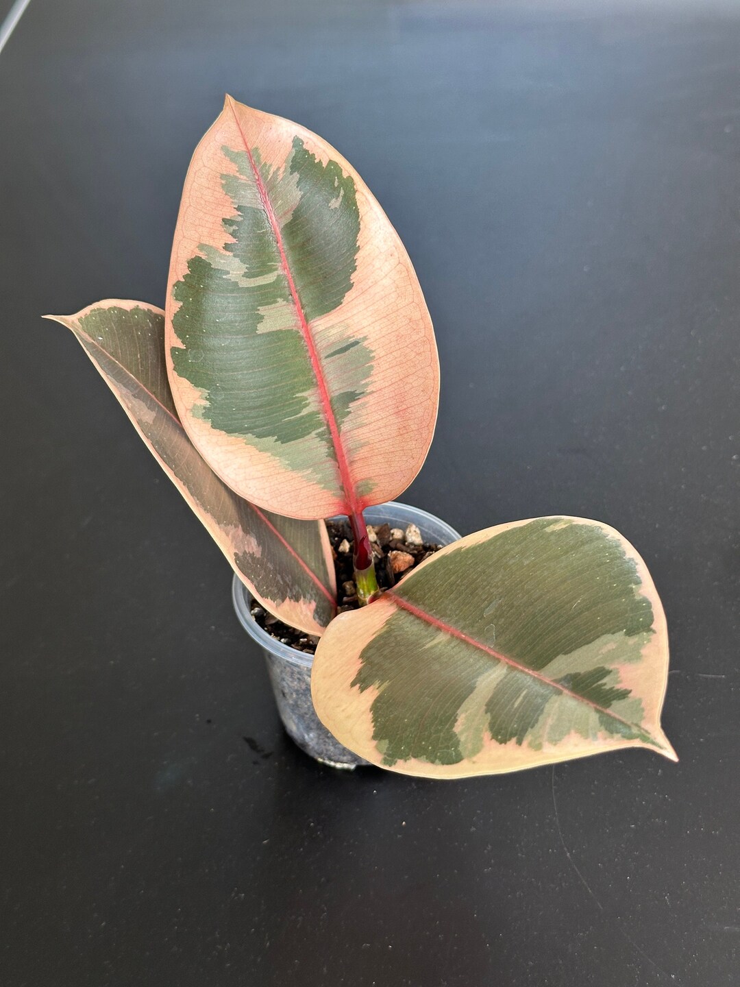 Ruby Rubber Plant Starter - Etsy