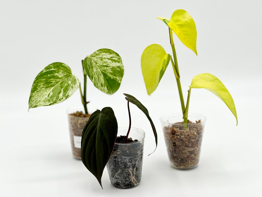 Trailing Live Houseplant Trio | Philodendron Micans | Marble Queen ...