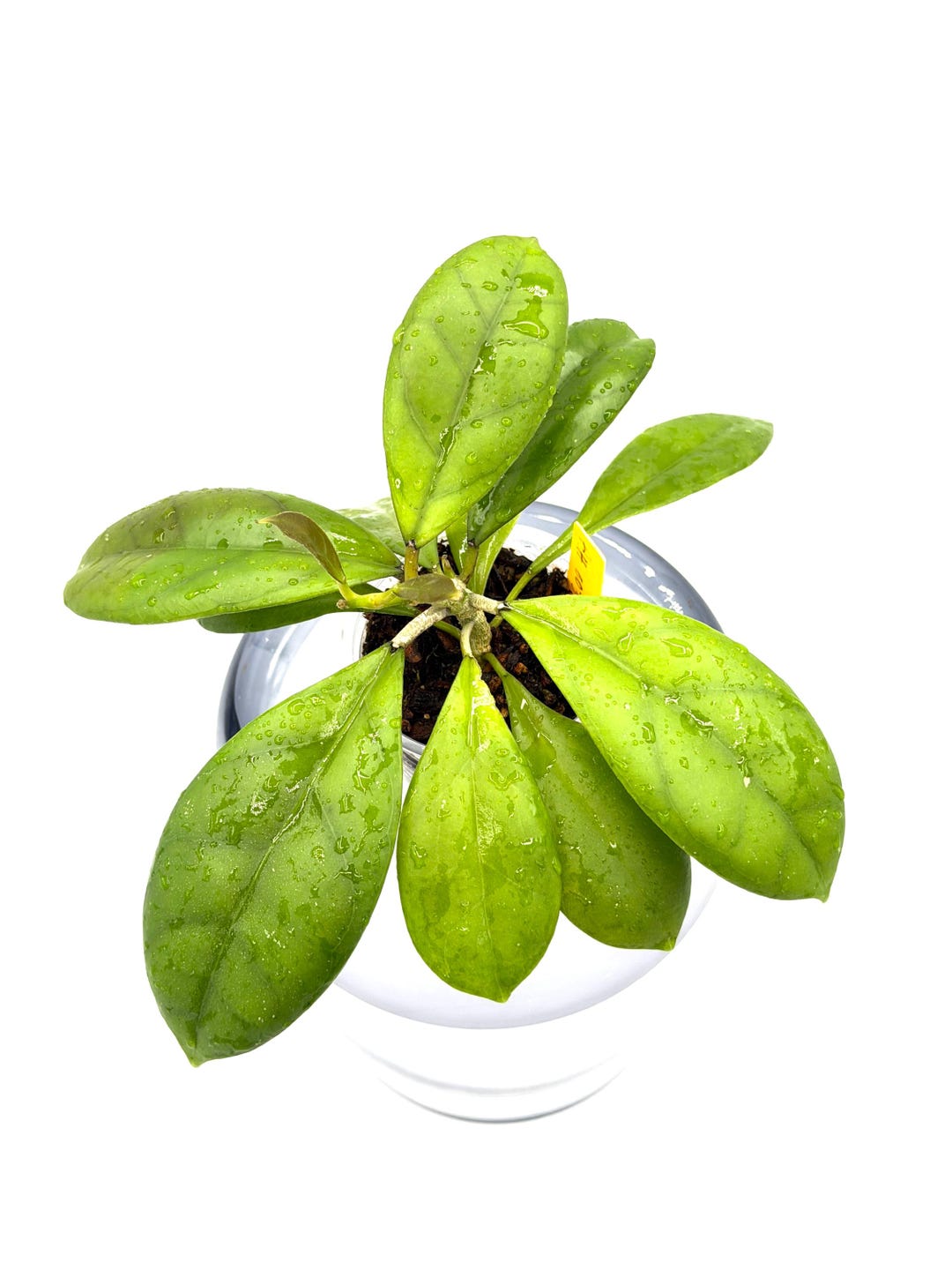Hoya AH003 X Unk Seedling - Etsy