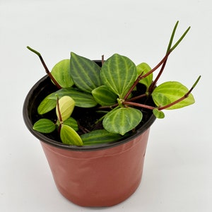 Peperomia 'raydiance' Angulata Beetle Houseplant Easy to Grow 4 Inch ...