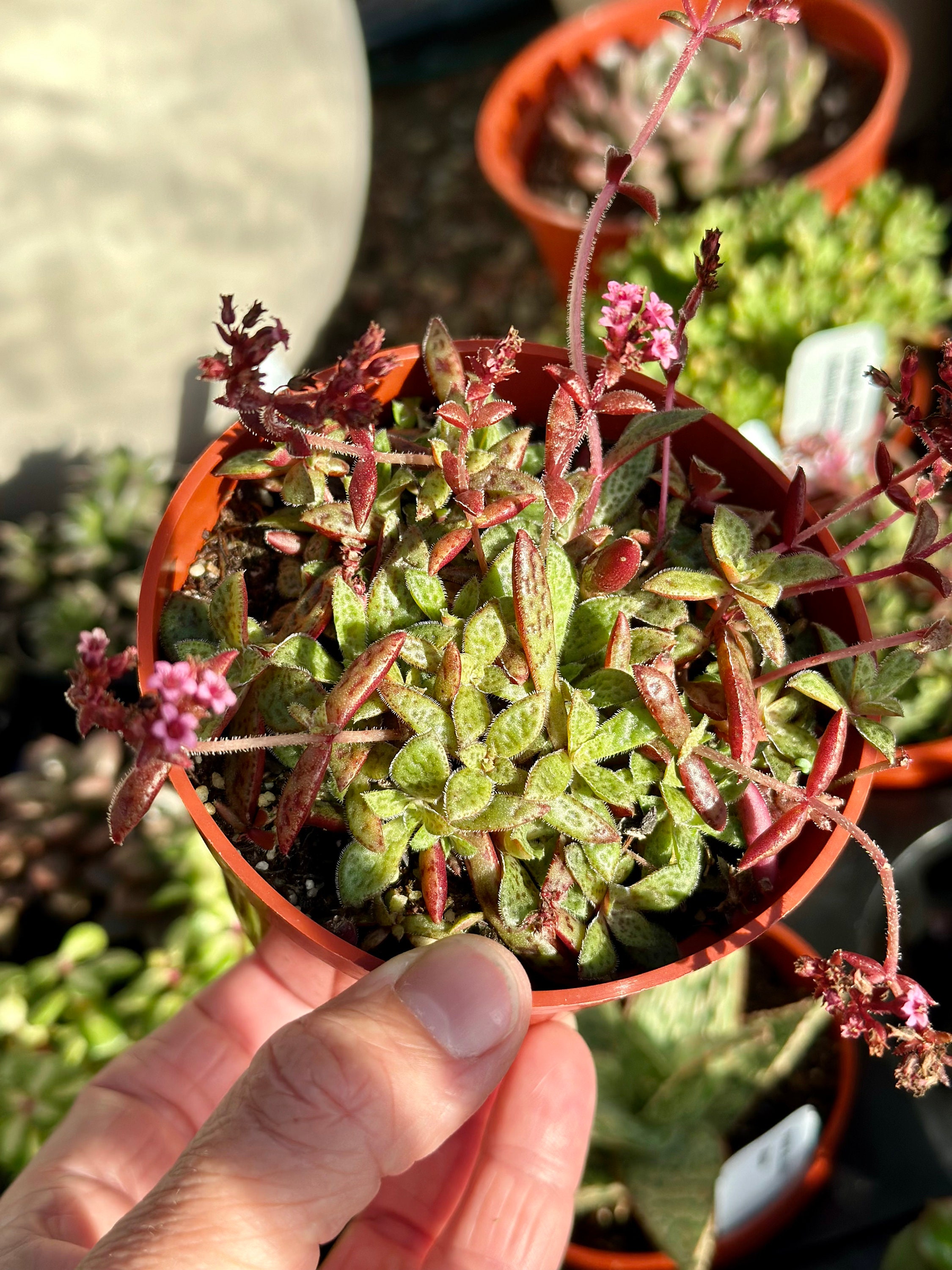 Tiger Jade Succulent Crassula Exilis Picturata 4 Inch Live - Etsy