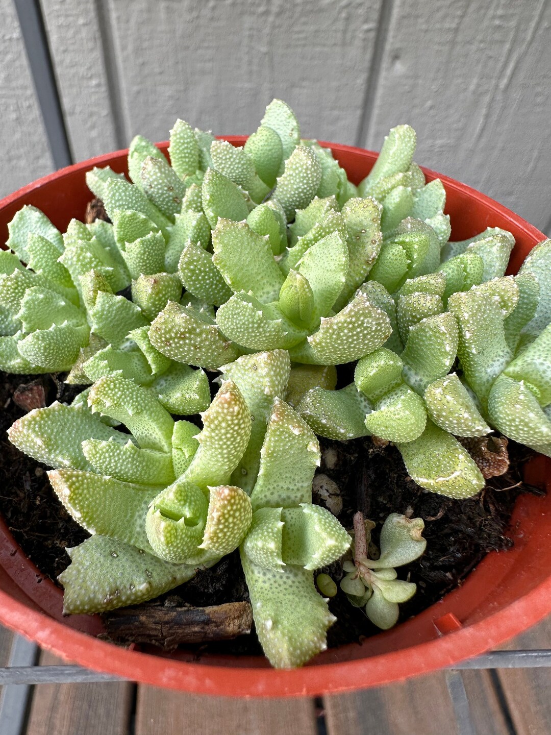 Stomatium Bousiae Ice Plant 4 Inch Live Plant Fairy Garden - Etsy