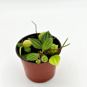 Peperomia 'raydiance' Angulata Beetle Houseplant Easy to Grow 4 Inch ...