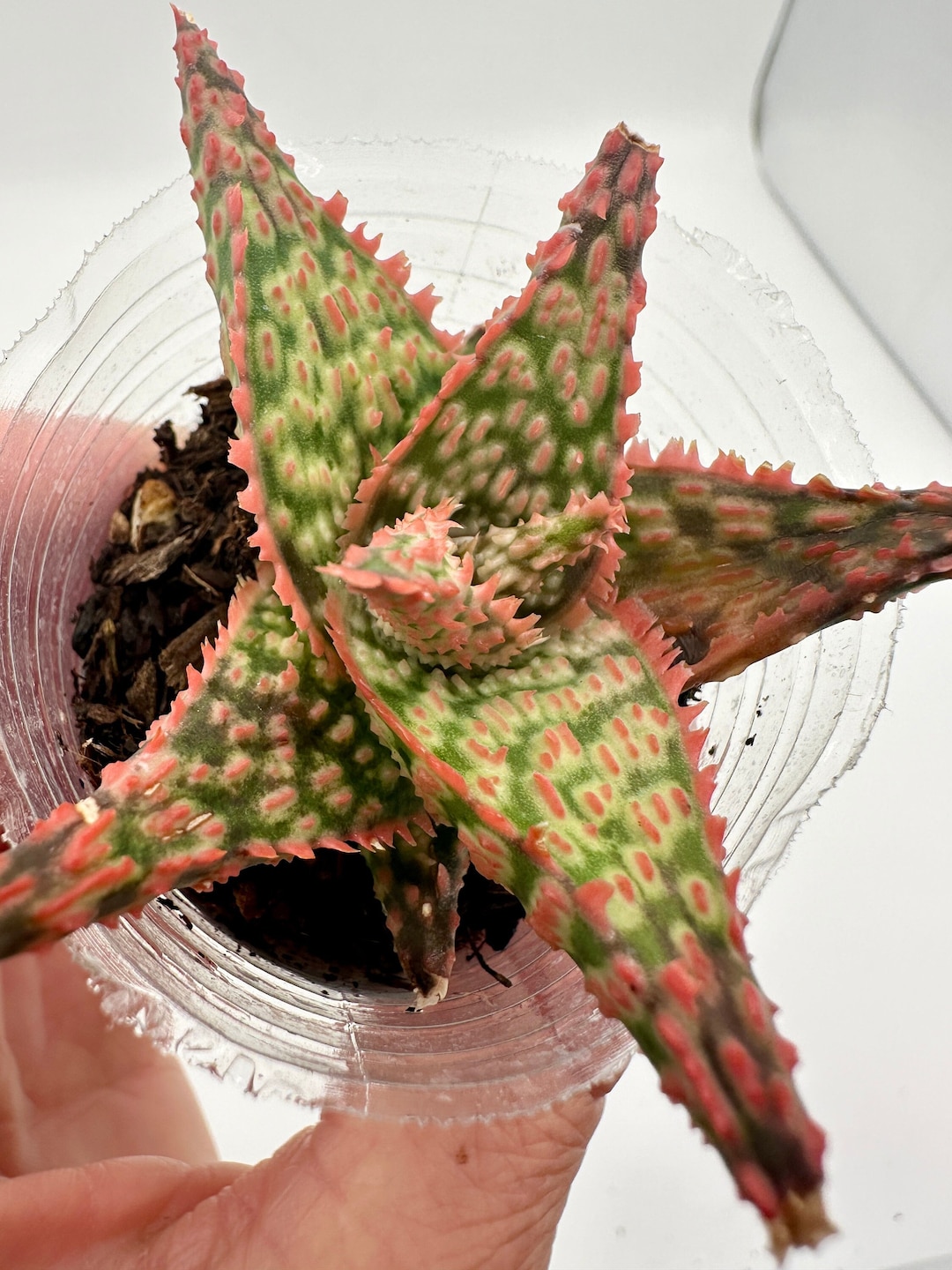 Aloe 'firecracker' Live Succulent Plant Starfish Aloe Fairy Garden ...