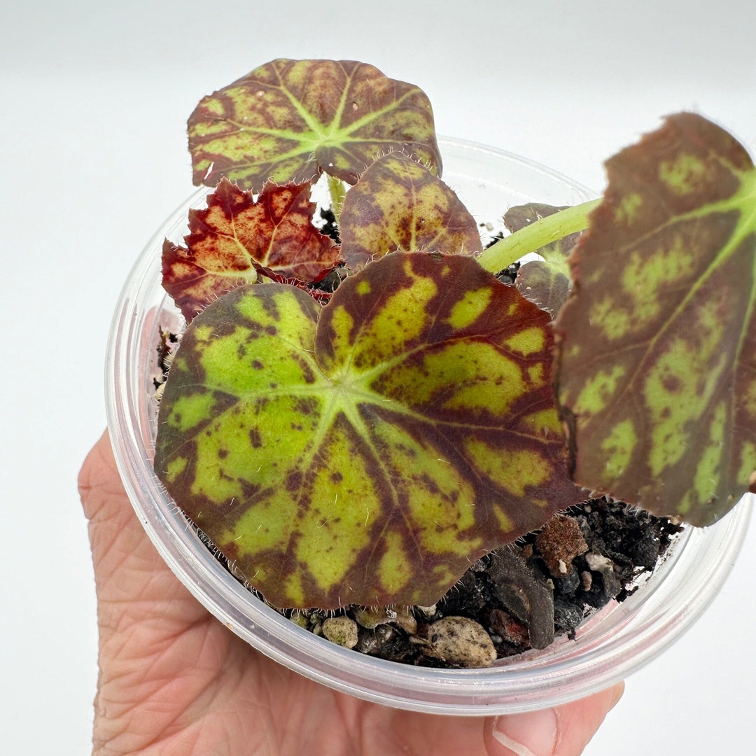 Begonia 'amelia's Kaleidoscope' Starter Plant - Etsy