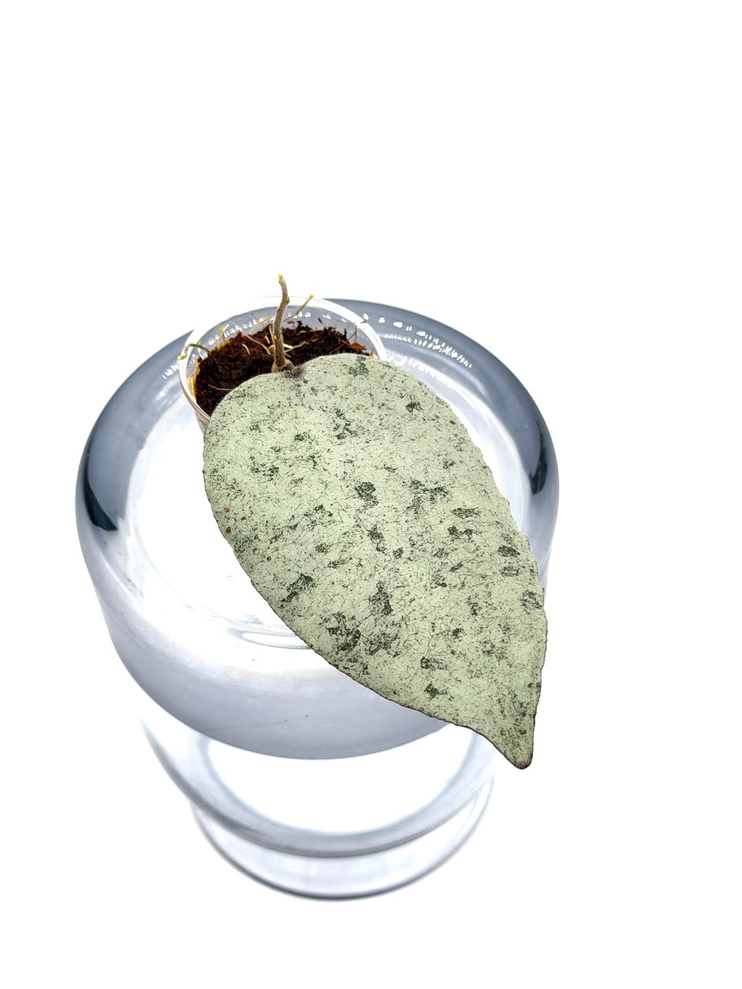 Hoya Caudata Argene - Etsy